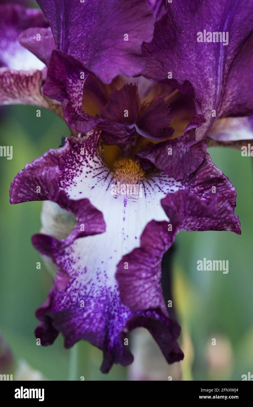 Iris 'Tennison Ridge' Stock Photo - Alamy