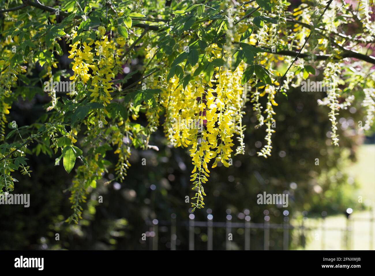 Yellow flowers of a golden chain tree in a garden Stock Photo - Alamy
