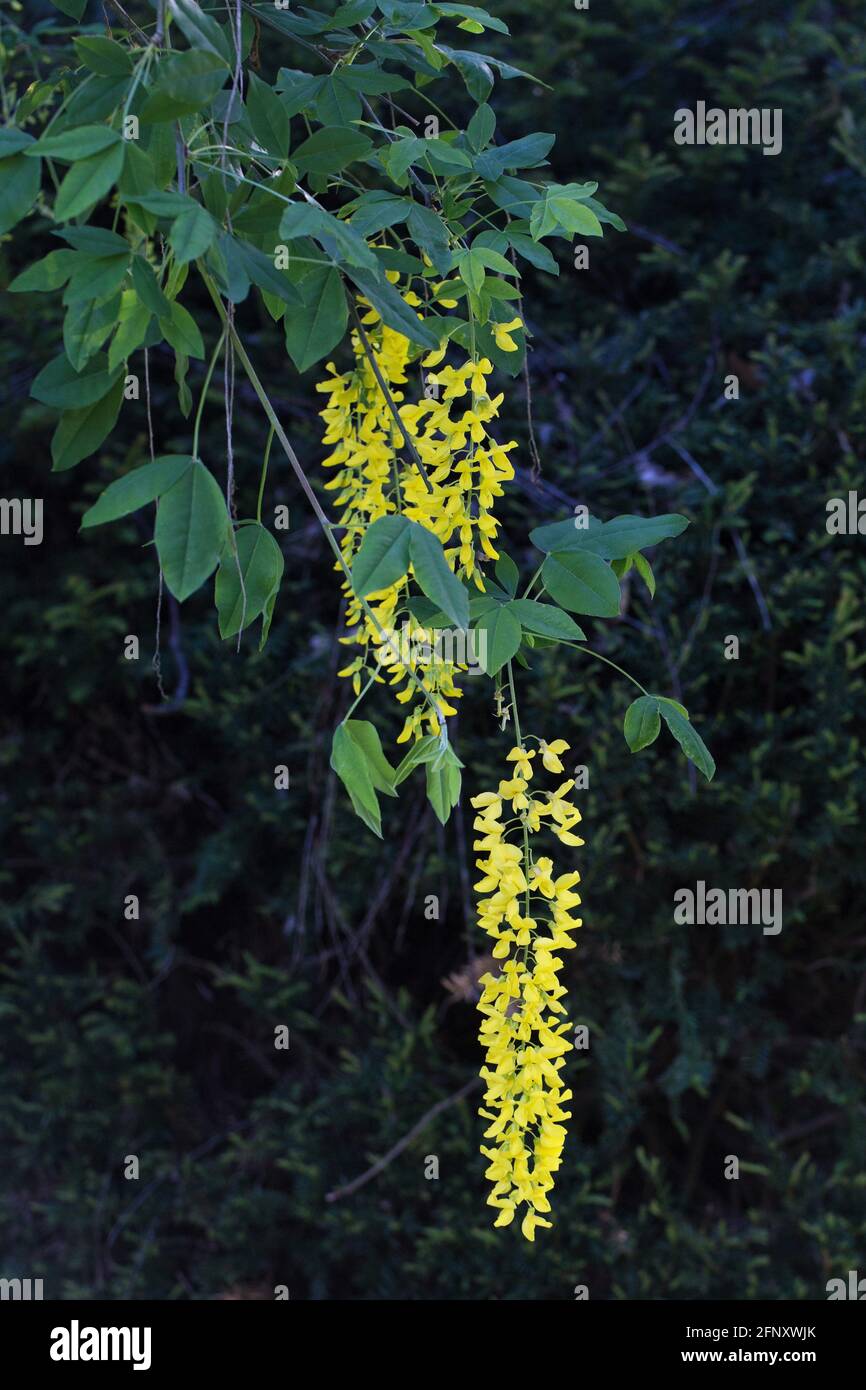 Yellow flowers of a golden chain tree in a garden Stock Photo - Alamy