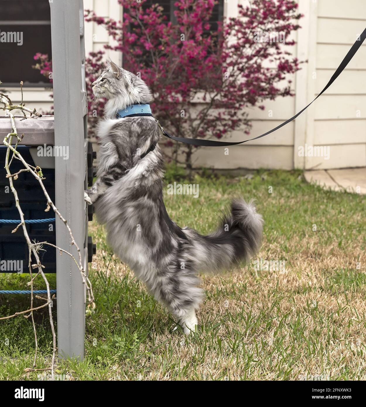 Large Maine Coon cat silver tabby fur stretching up in curiosity ...