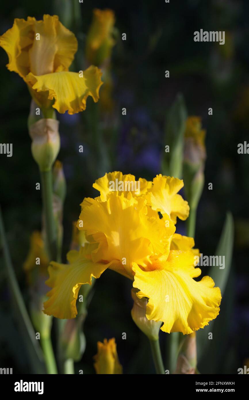 Iris 'Picasso Moon' Stock Photo - Alamy