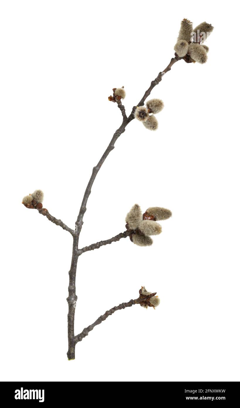 Common aspen, Populus tremula twig with blooming catkins isolated on ...