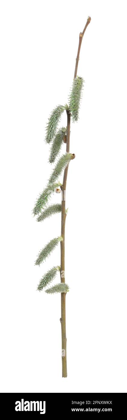 Salix twig with catkins isolated on white background Stock Photo - Alamy