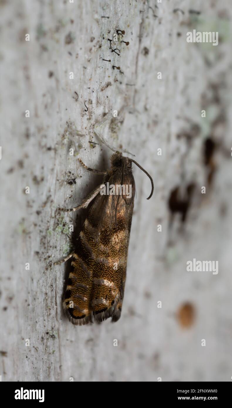 Seed moth hi-res stock photography and images - Alamy