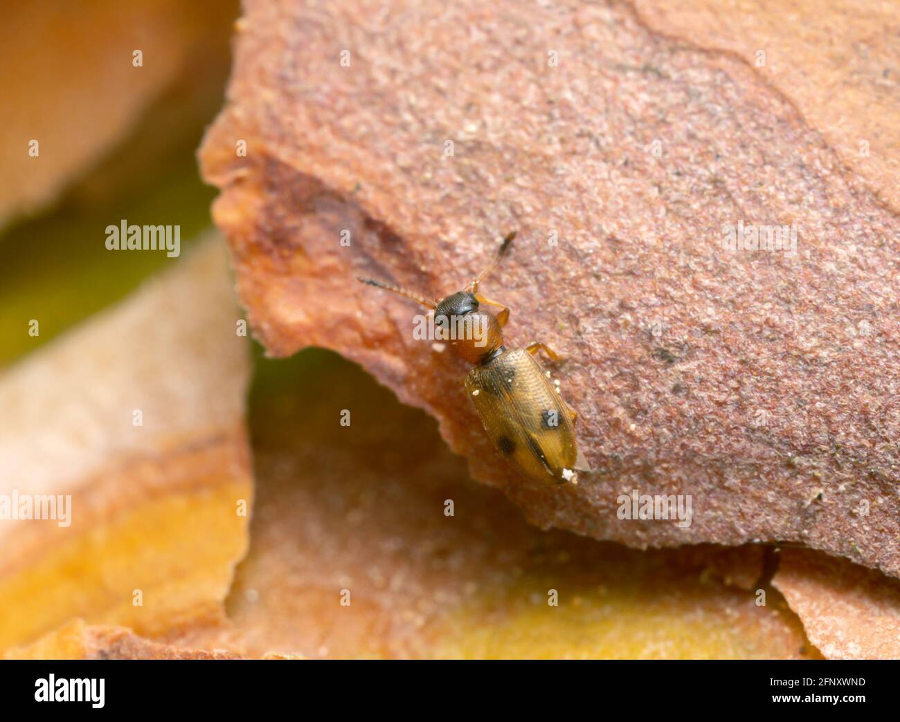 Silvan flat bark beetle, Psammoecus bipunctatus on bark Stock Photo - Alamy