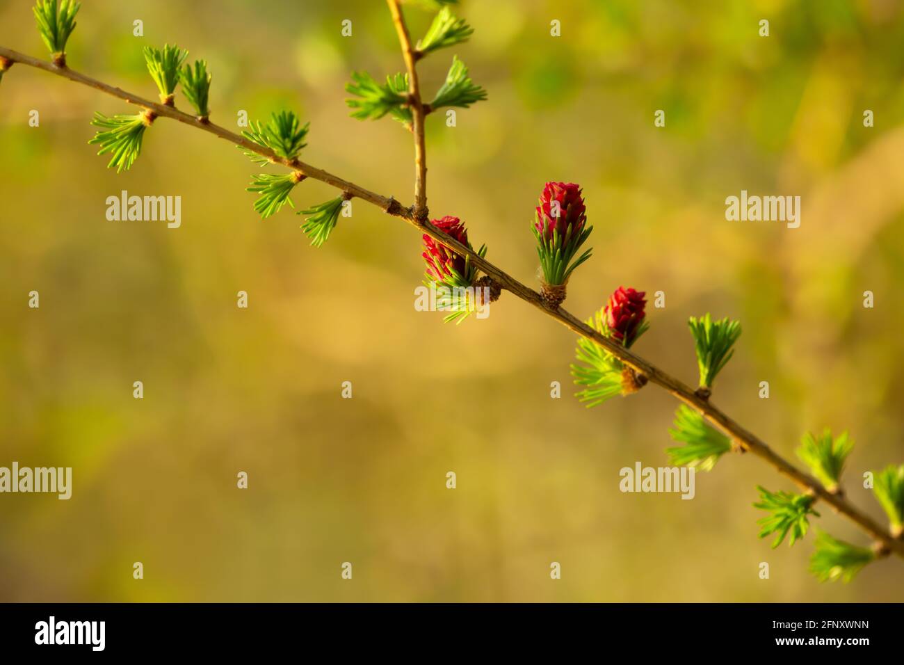 Larix decidua twig hi-res stock photography and images - Alamy