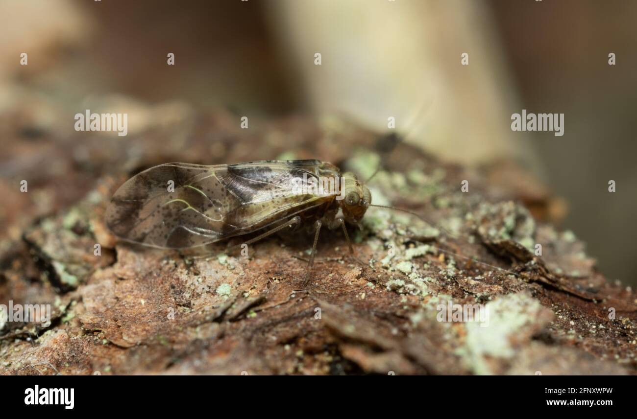 Barklouse, Psocoptera on bark photographed with high magnification ...