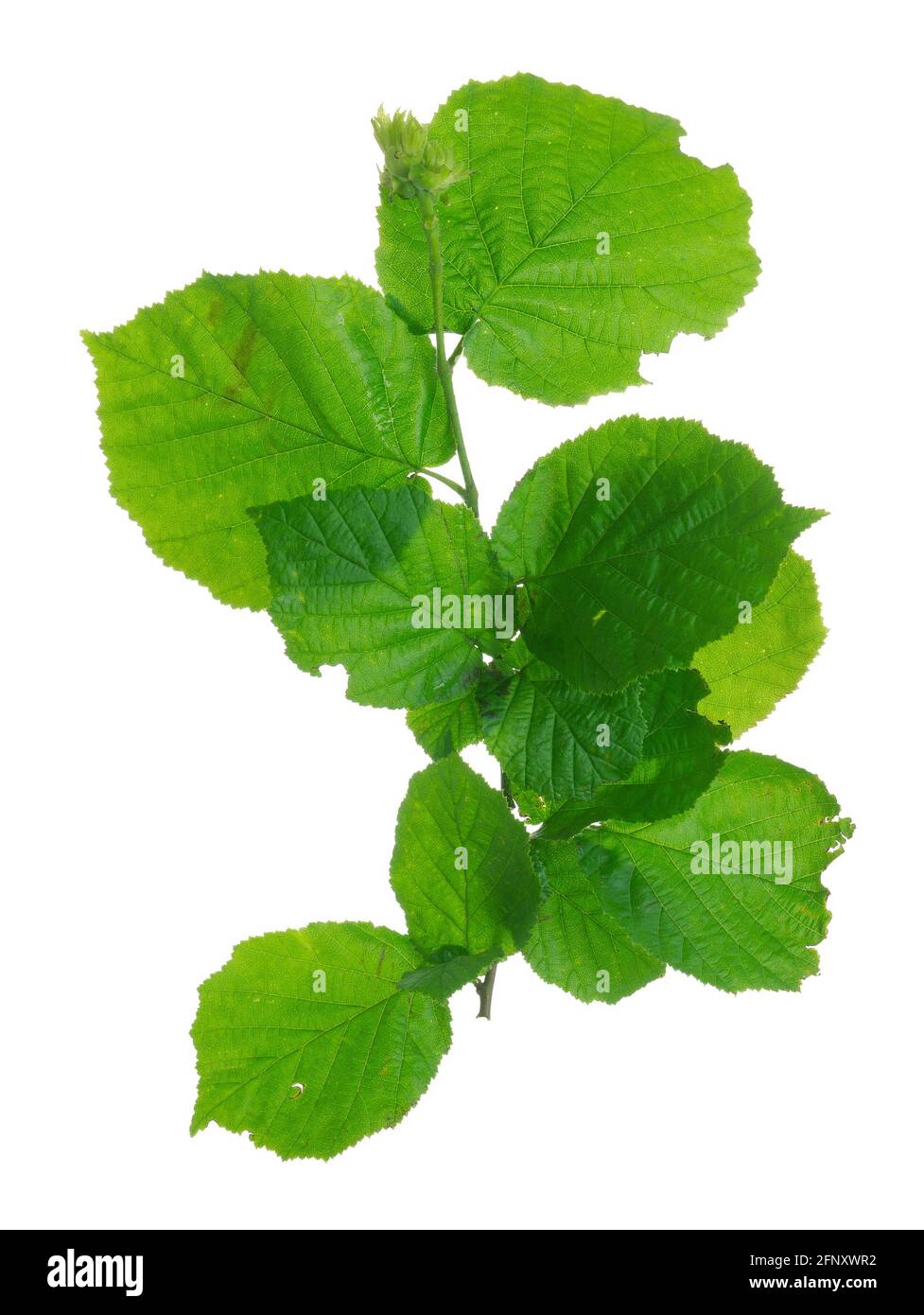 Hazel twig with unripe nuts isolated on white background Stock Photo ...