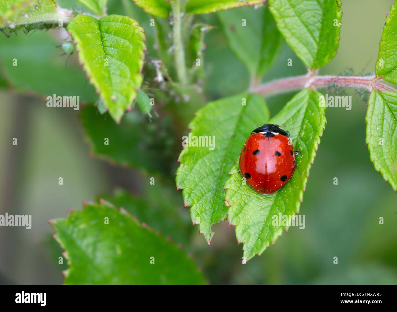 Seven spot ladybug, Coccinella septempunctata on rose plant with aphids ...