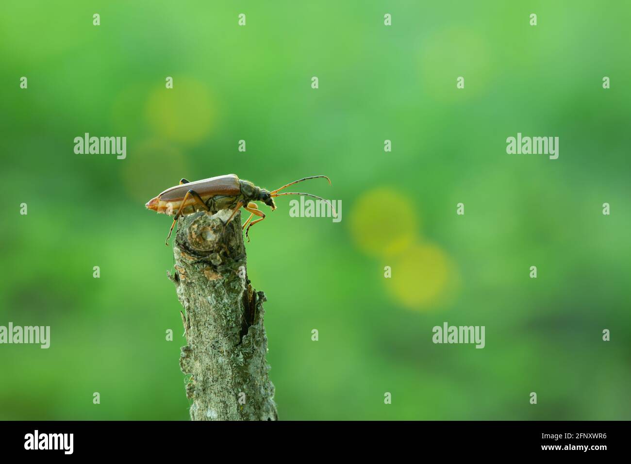 Female Variable longhorn, Stenocorus meridianus on wood Stock Photo - Alamy