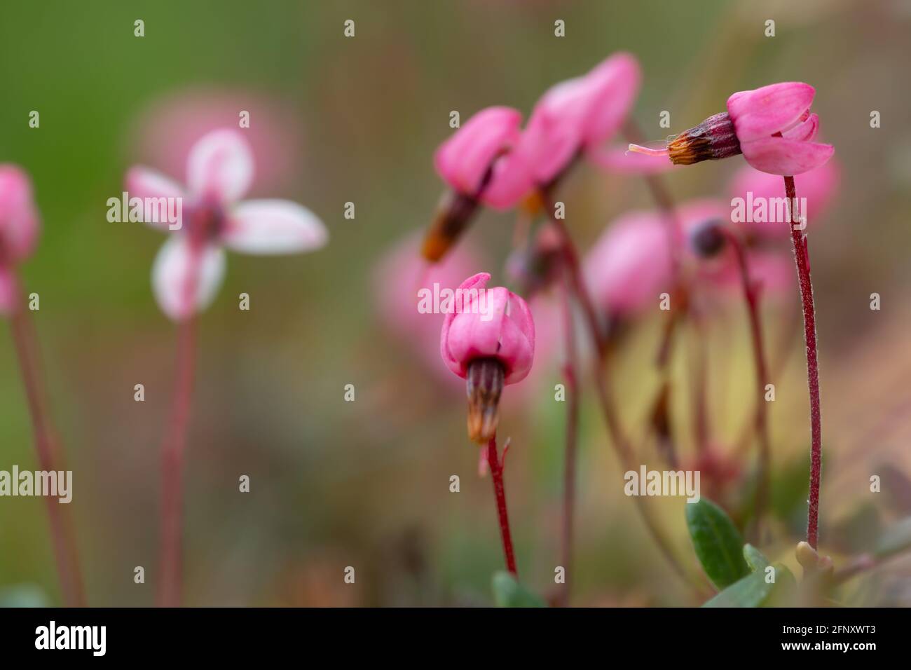 Cranberry flower hi-res stock photography and images - Alamy