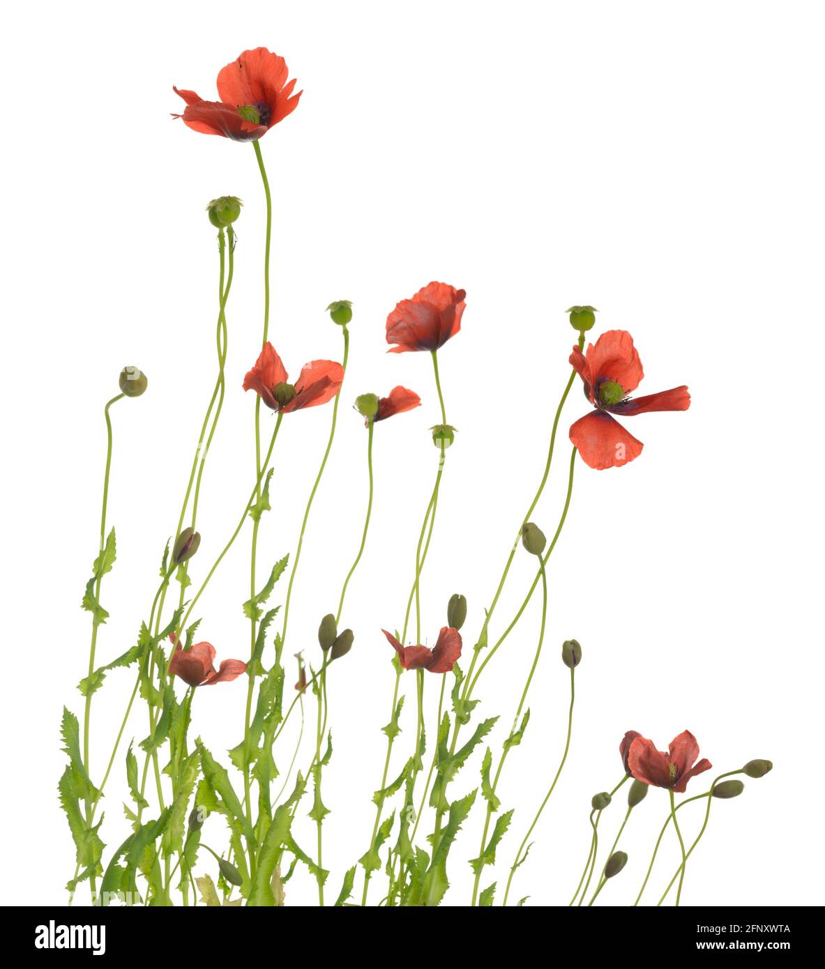 Small blossoming poppies isolated on white background Stock Photo - Alamy