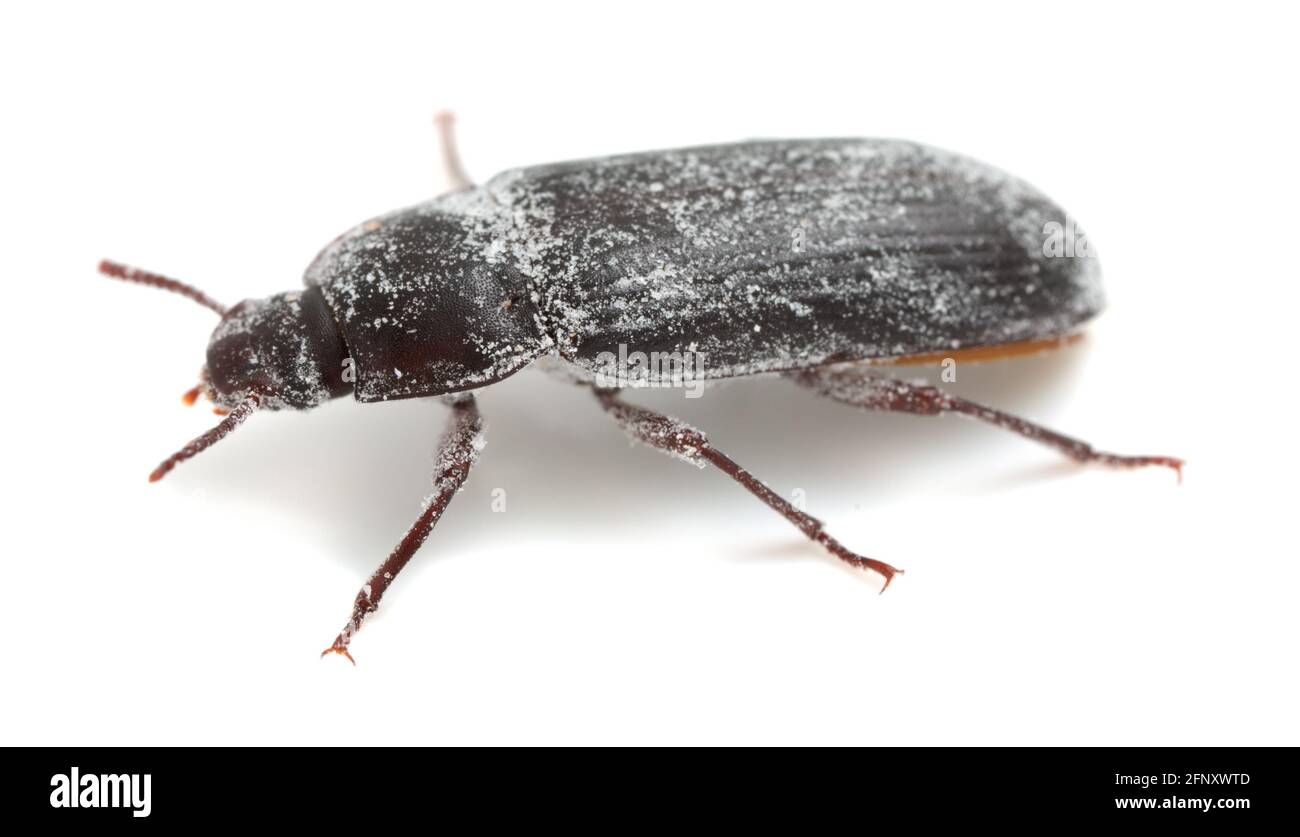 Mealworm beetle, Tenebrio molitor covered in wheat flour isolated on ...