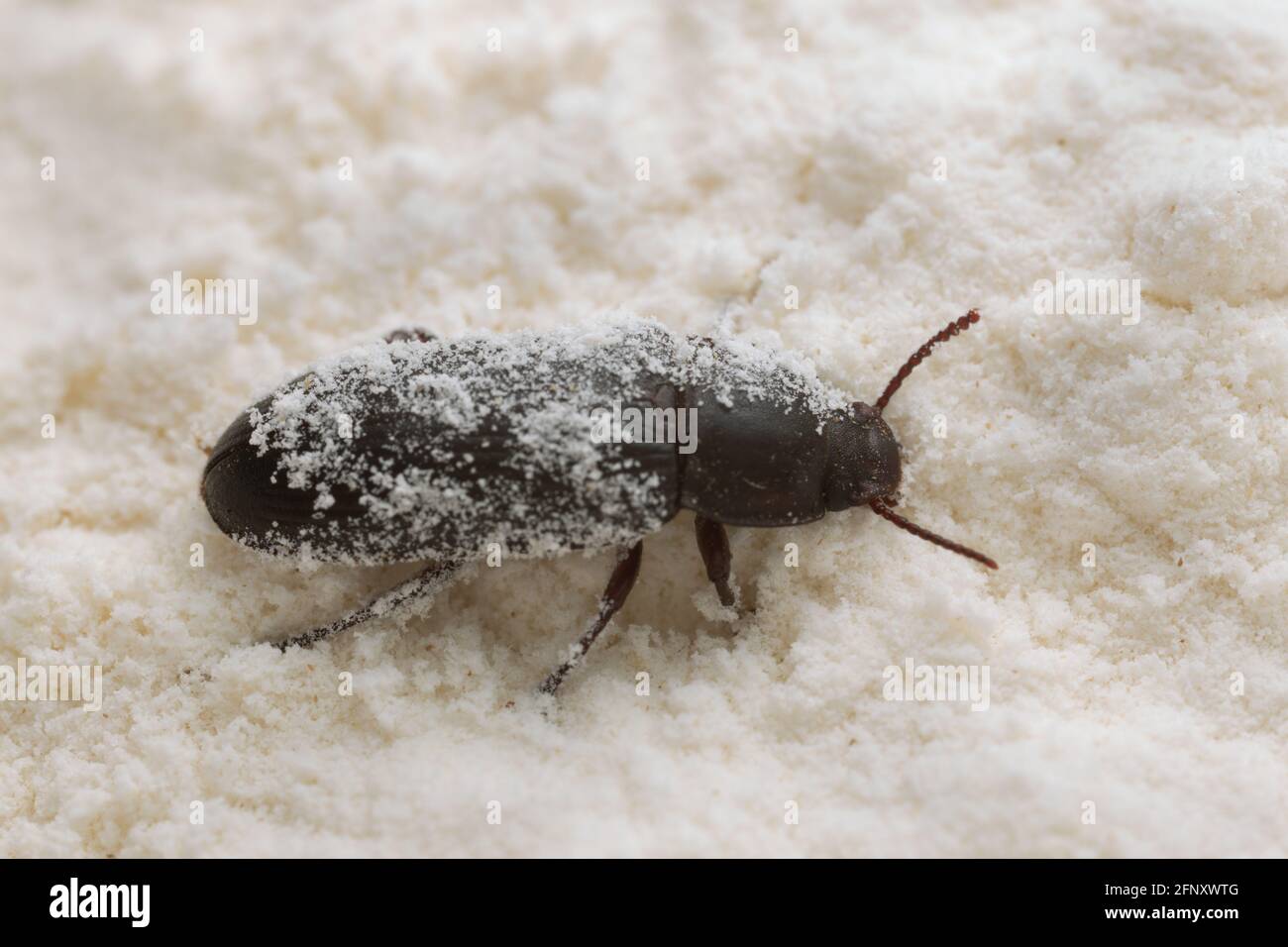 Mealworm beetle, Tenebrio molitor on wheat flour Stock Photo - Alamy