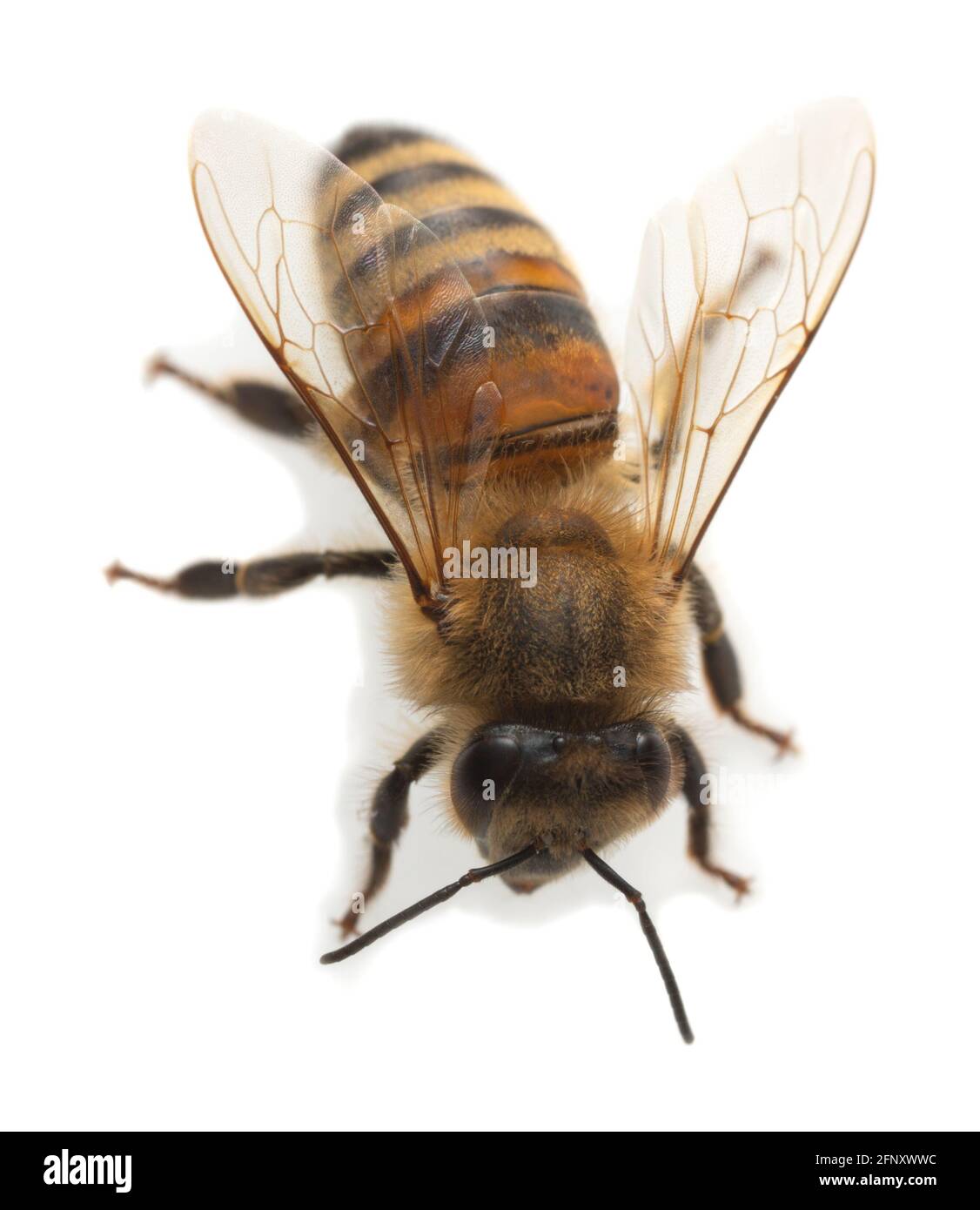 European honey bee, apis mellifera isolated on white background Stock ...