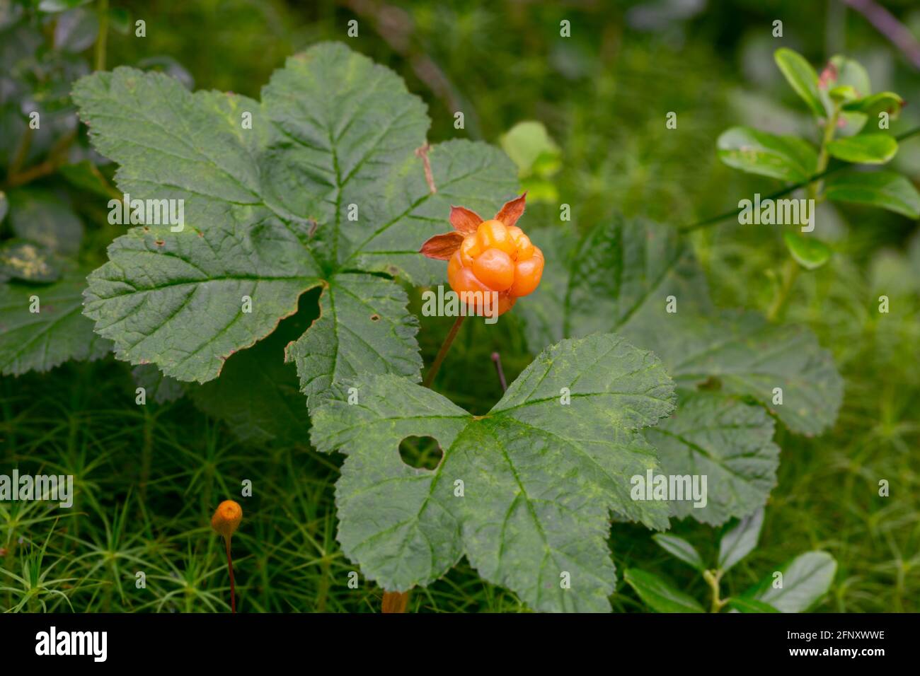 Chamaemorus hi-res stock photography and images - Alamy