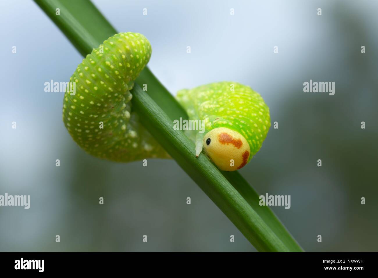 Symphyta hi-res stock photography and images - Alamy