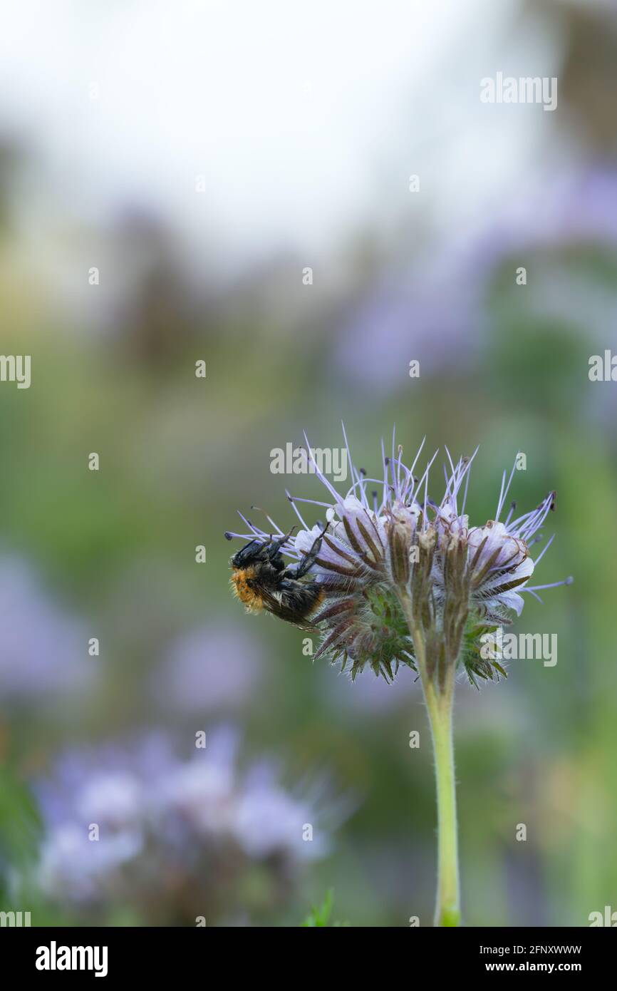 Bumblebee side view hi-res stock photography and images - Alamy