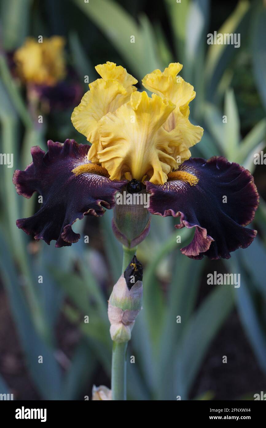 Sun devil hi-res stock photography and images - Alamy