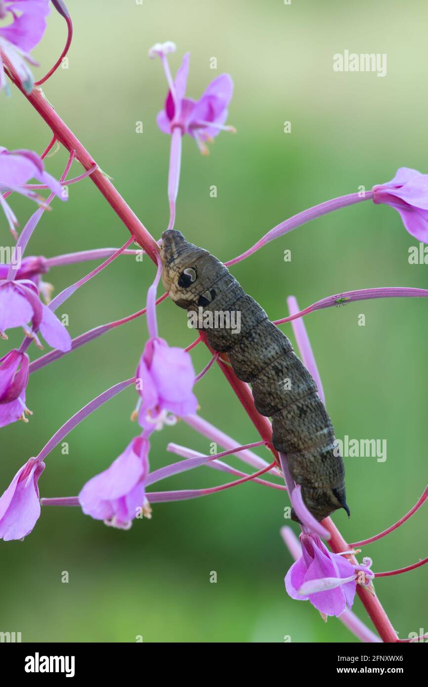 Elephant hawk moth, Deilephila elpenor larva on willowherb Stock Photo ...