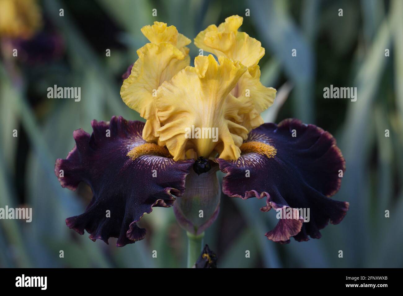 Iris 'Sun Devil' Stock Photo - Alamy