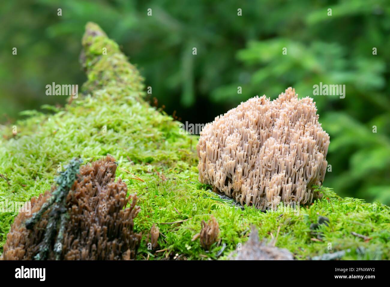 Crown coral, Artomyces pyxidatus growing on aspen wood Stock Photo - Alamy