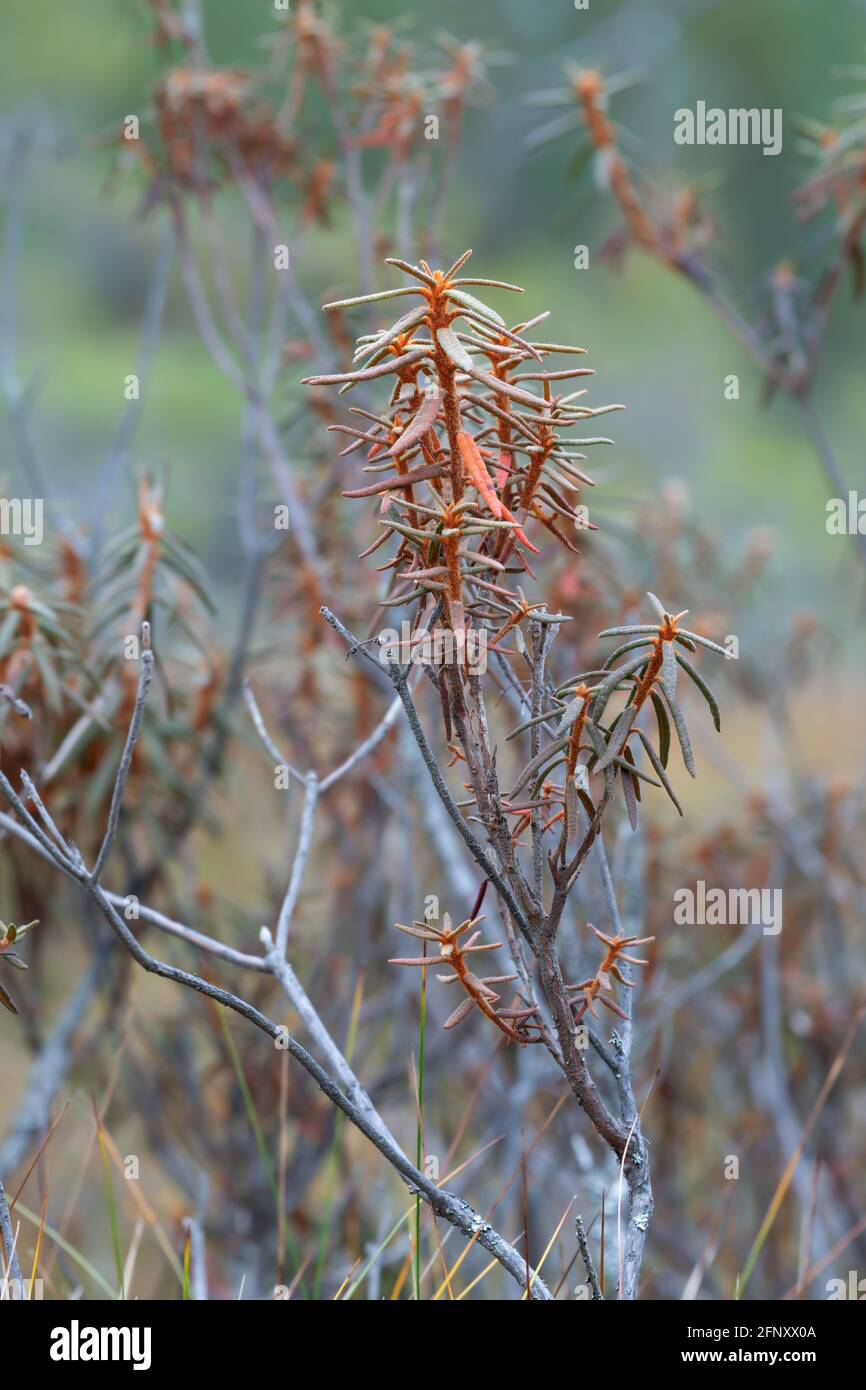 Labrador tea plant hi-res stock photography and images - Alamy