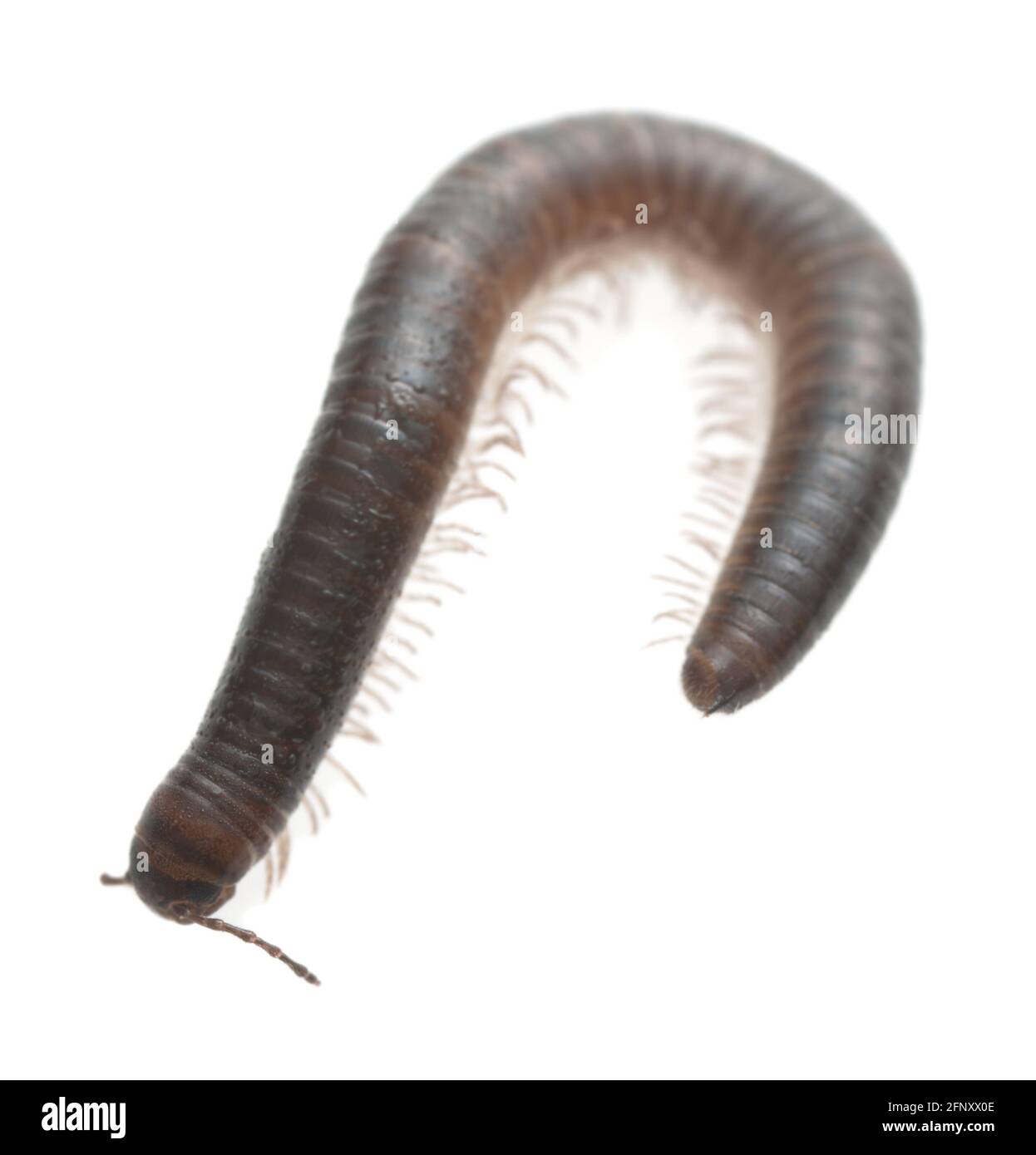 Millipede isolated on white background Stock Photo - Alamy