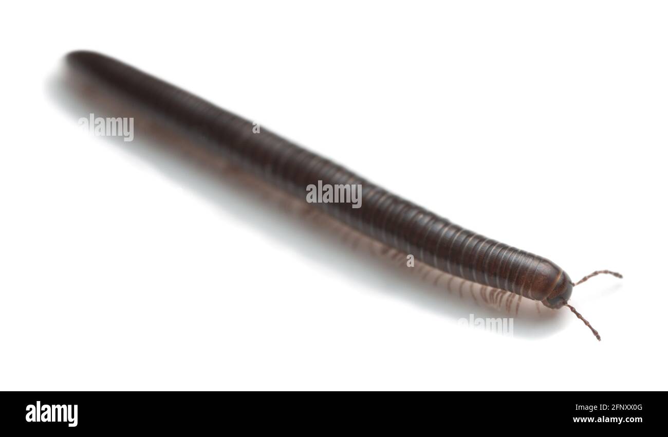Close up millipede Cut Out Stock Images & Pictures - Alamy
