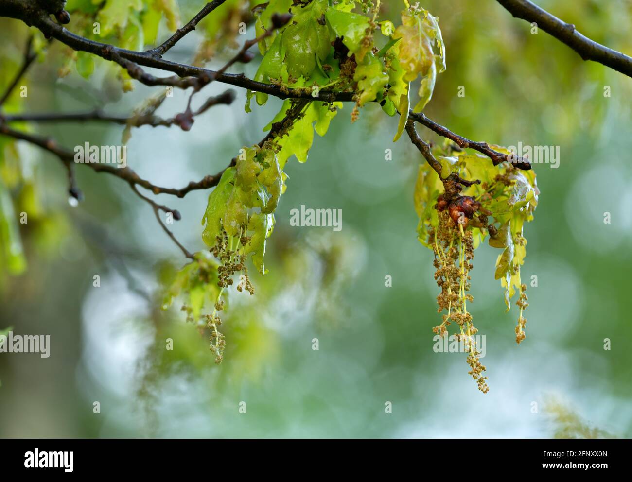 Male Stamen High Resolution Stock Photography and Images - Alamy