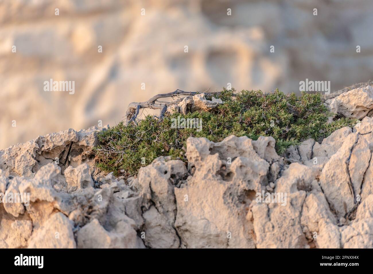 Beautiful juniper on the rocks. The Japanese call it Yamadori. In the ...
