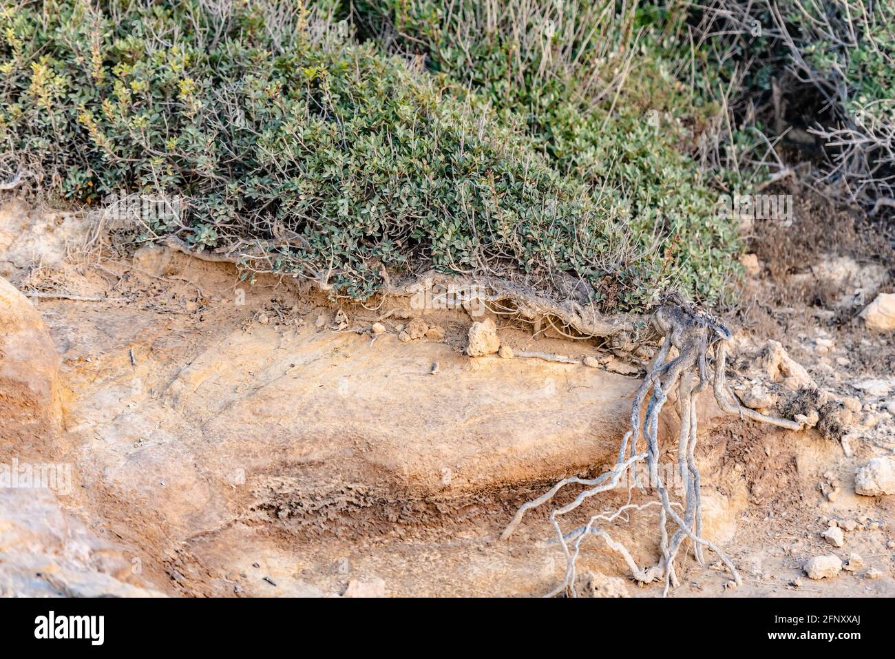 Beautiful juniper on the rocks. The Japanese call it Yamadori. In the ...