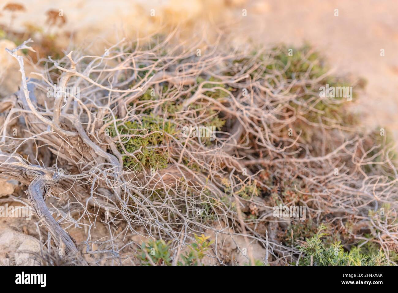 Beautiful juniper on the rocks. The Japanese call it Yamadori. In the ...