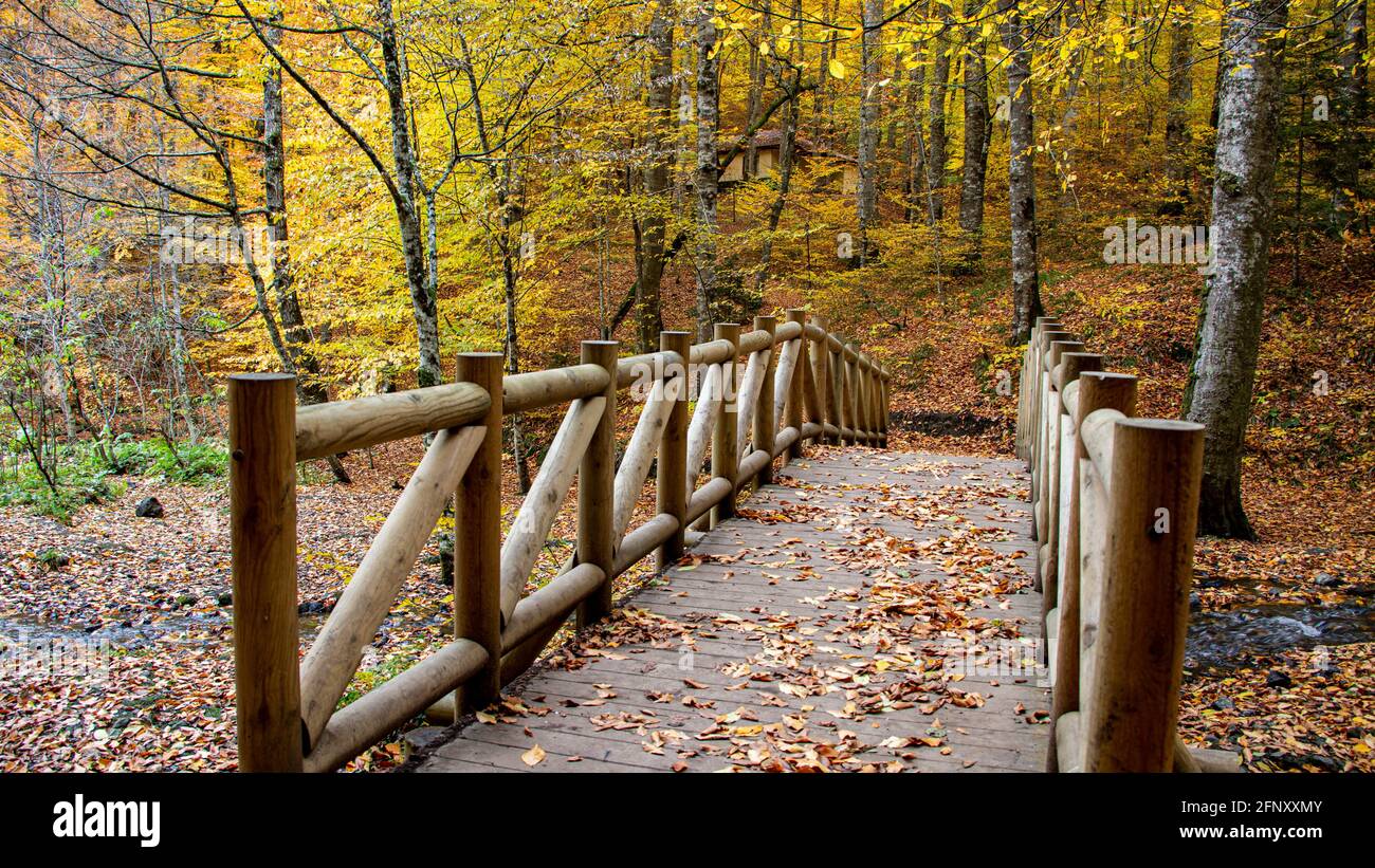 A photo taken in autumn of a magnificent forest located in Yedigoller ...