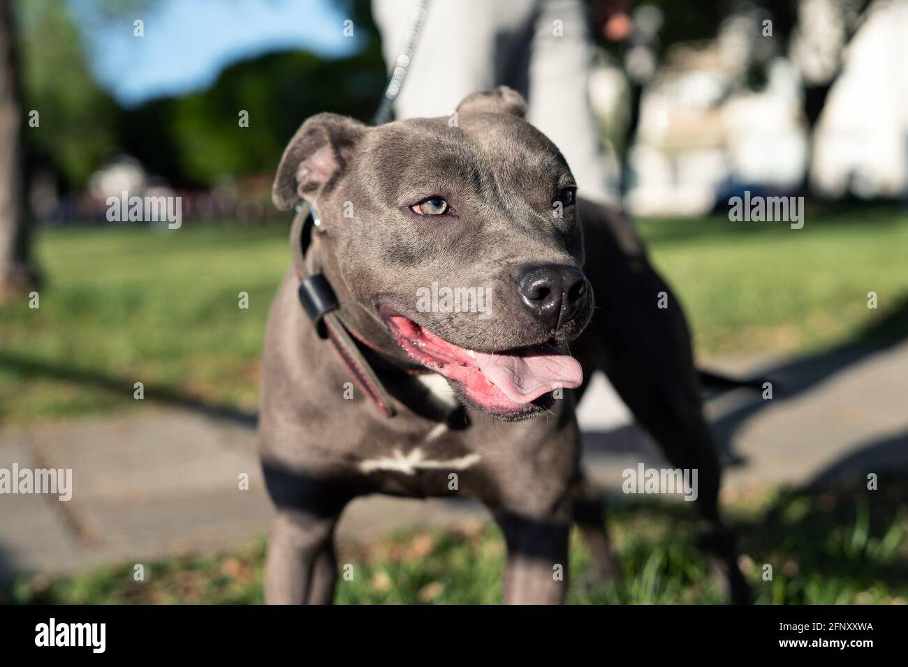 American pit bull terrier hi-res stock photography and images - Alamy