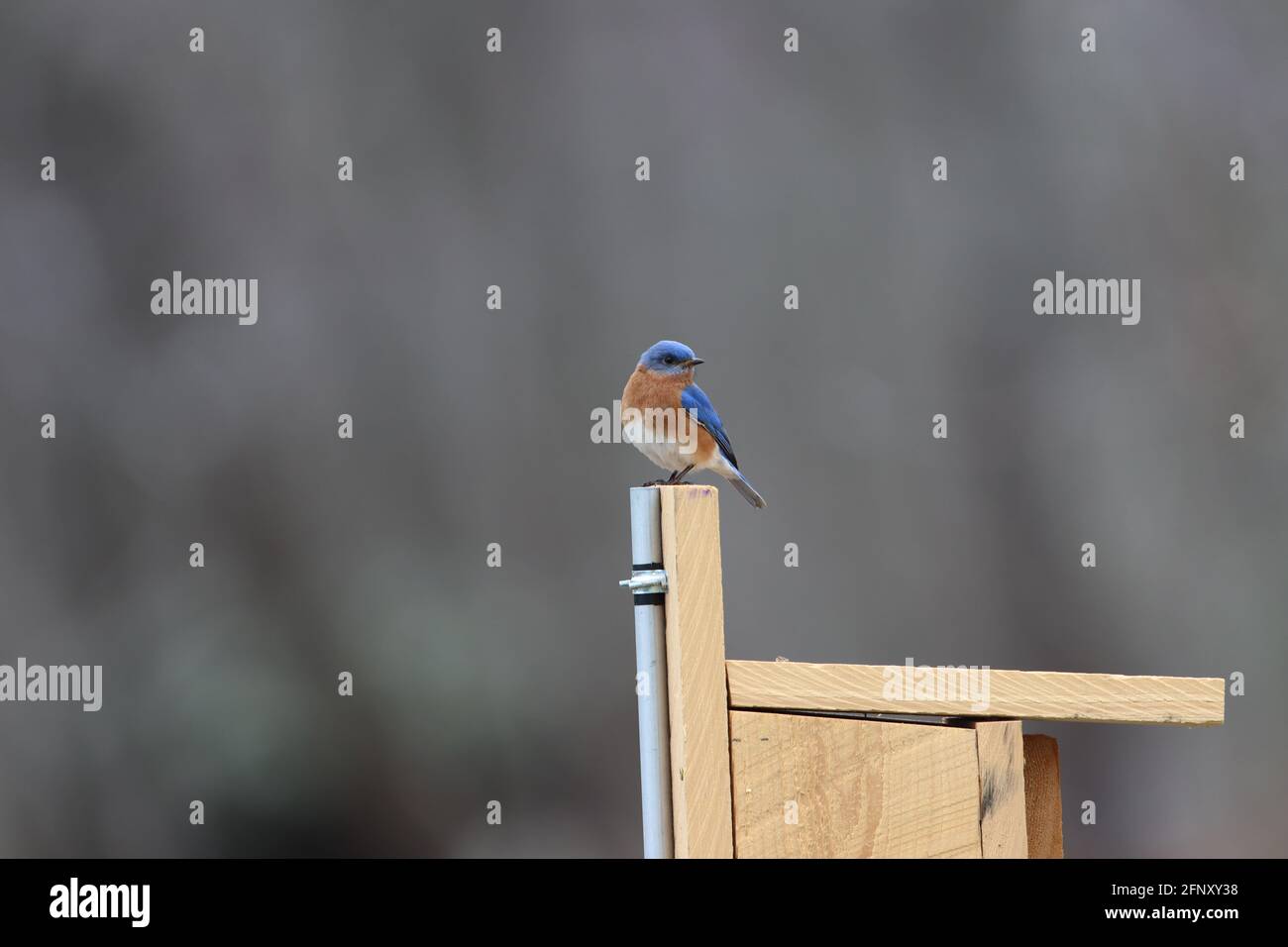Eastern bluebird on a bluebird box Stock Photo - Alamy