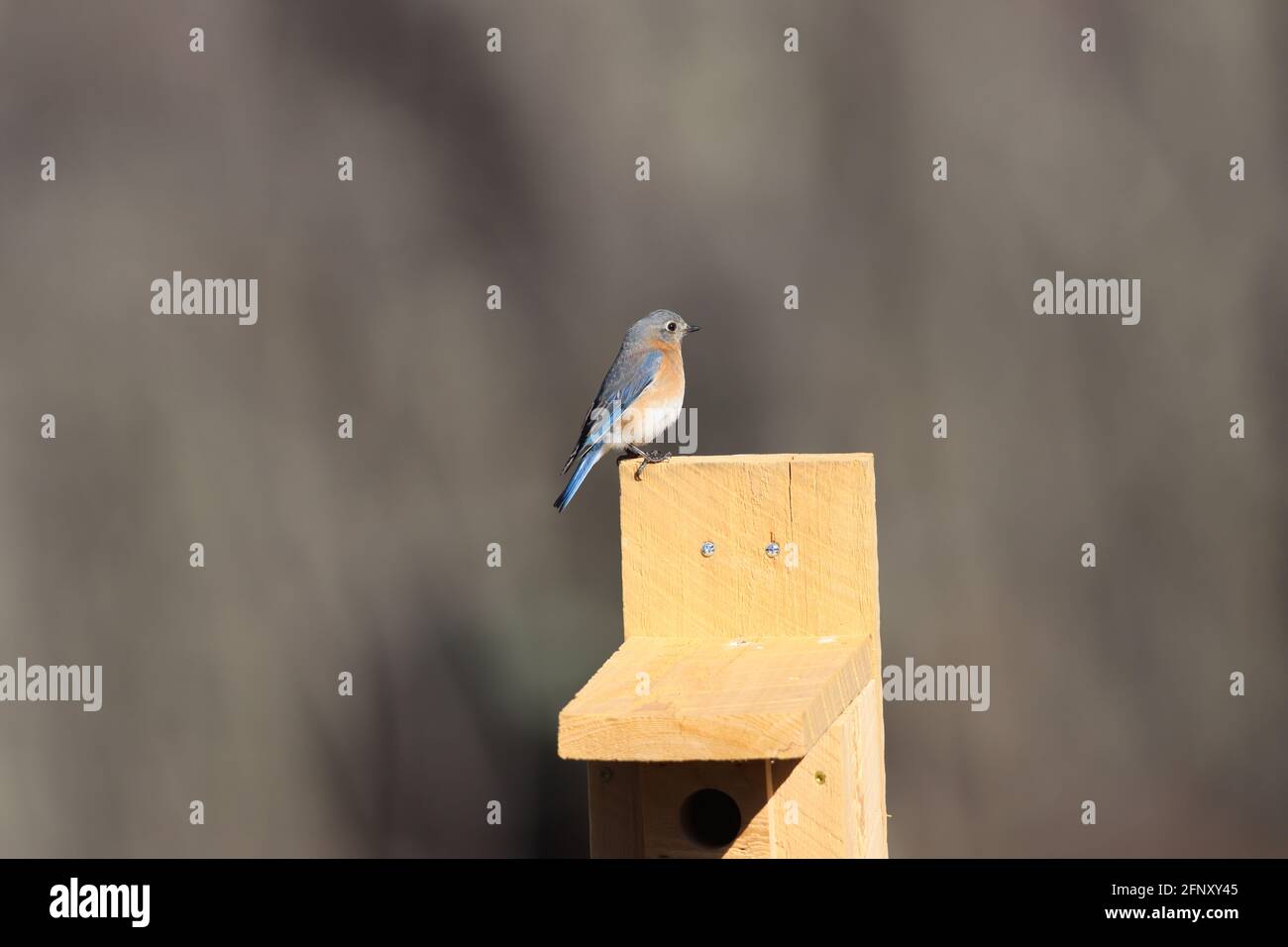 Eastern bluebird on a bluebird box Stock Photo - Alamy