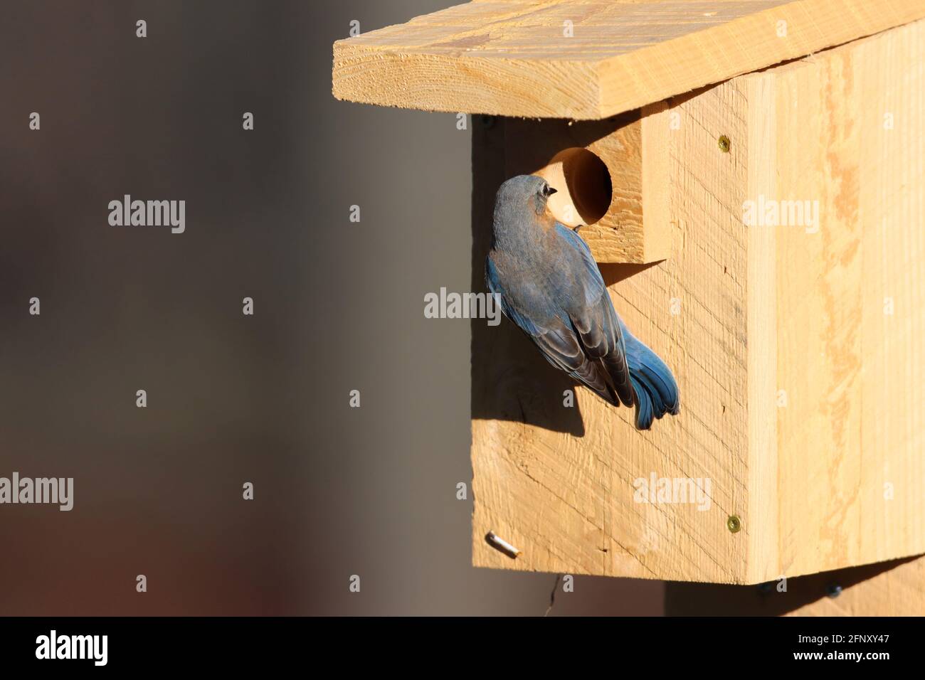 Eastern bluebird on a bluebird box Stock Photo - Alamy