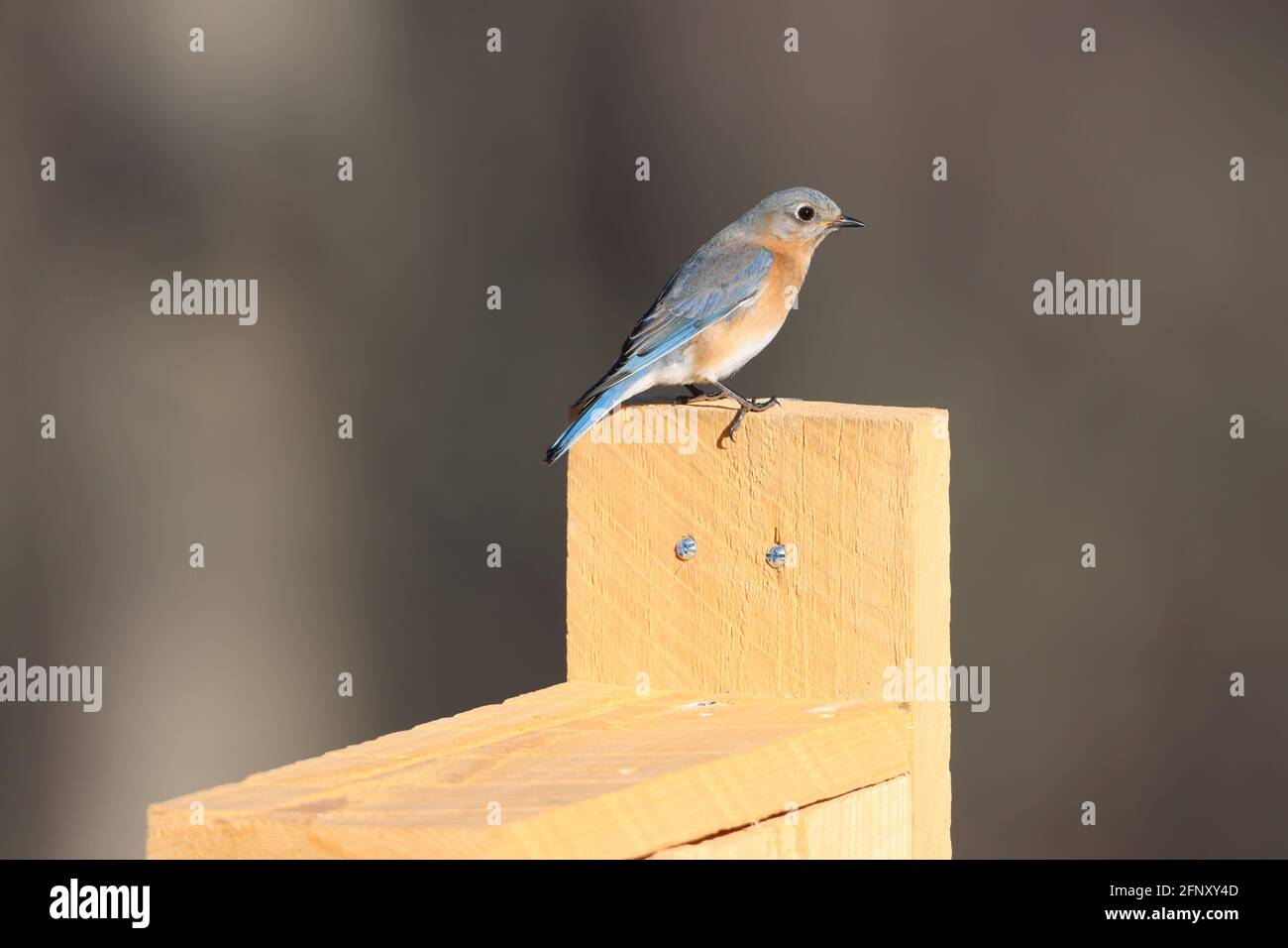 Eastern bluebird on a bluebird box Stock Photo - Alamy