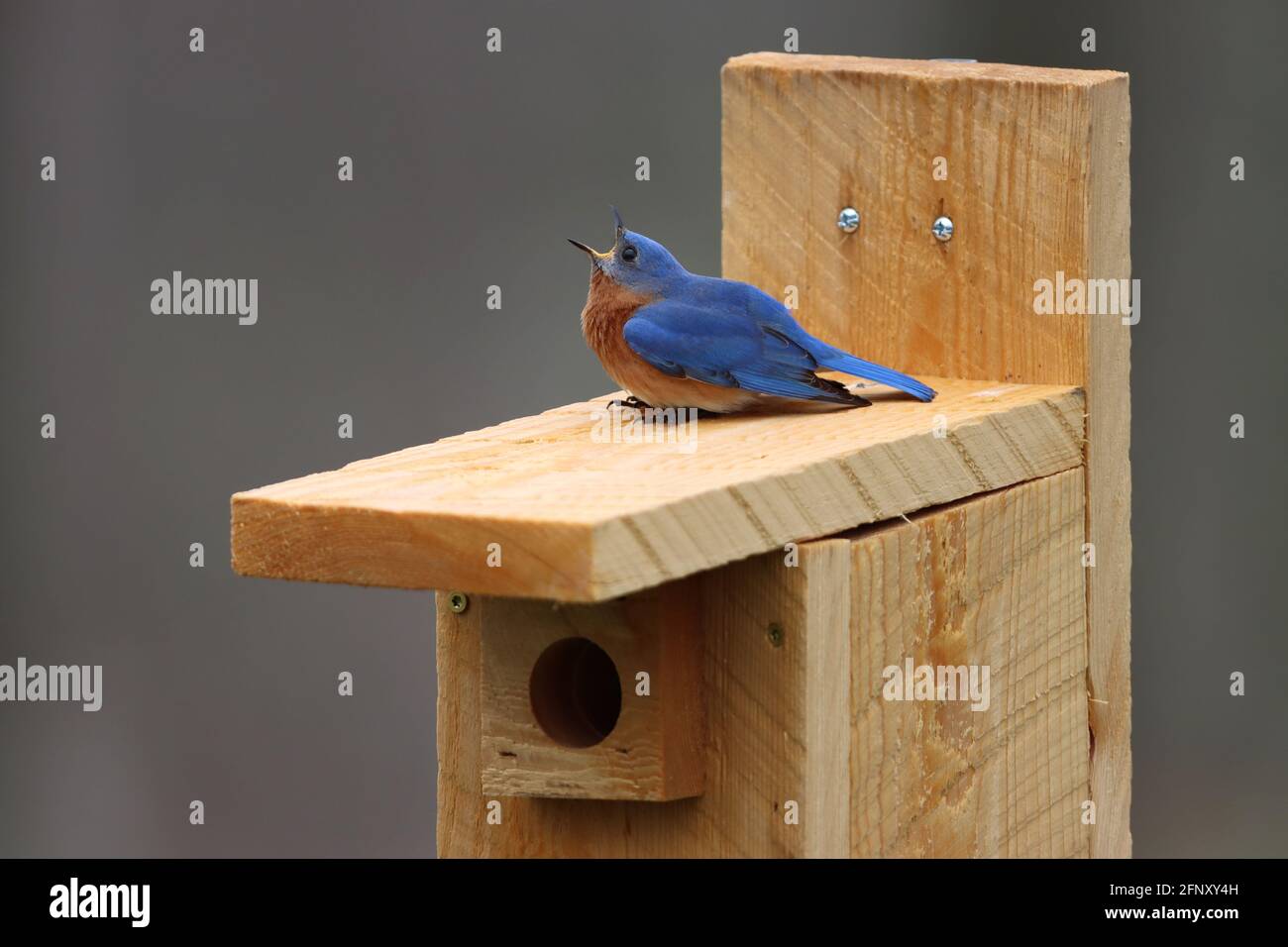 Eastern bluebird on a bluebird box Stock Photo - Alamy