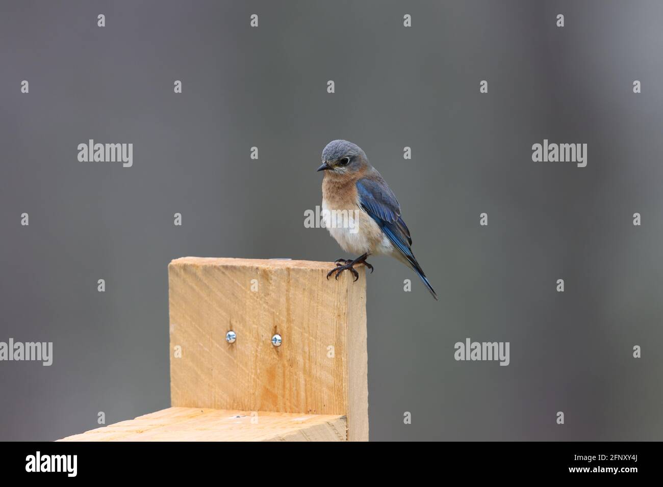 Eastern bluebird on a bluebird box Stock Photo - Alamy
