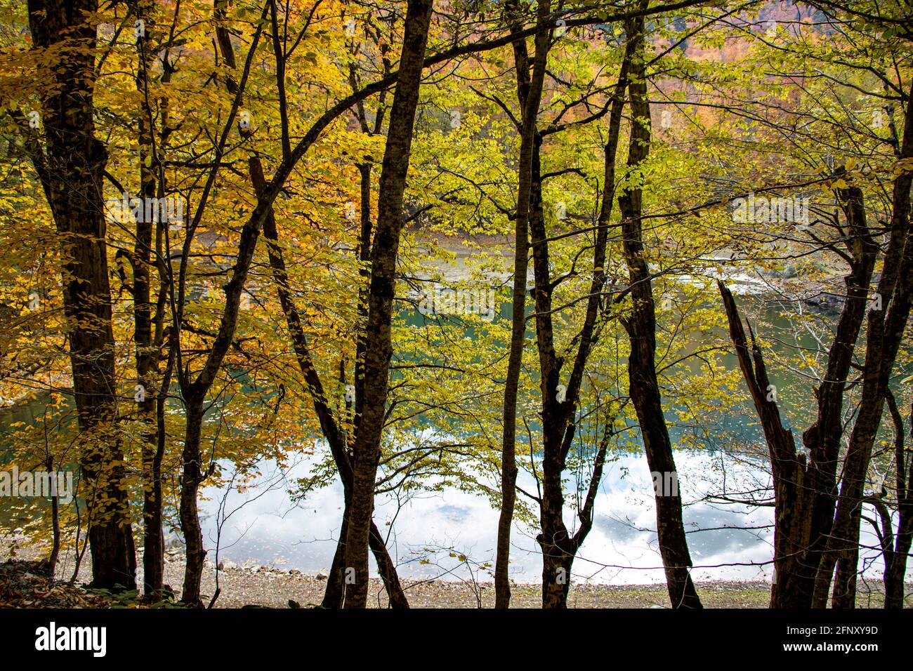 A photo taken in autumn of a magnificent forest located in Yedigoller ...