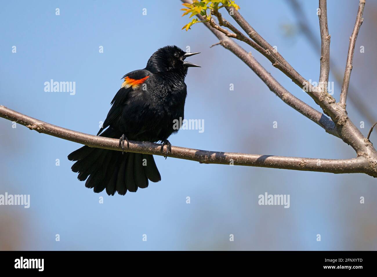 Male bird of hi-res stock photography and images - Alamy