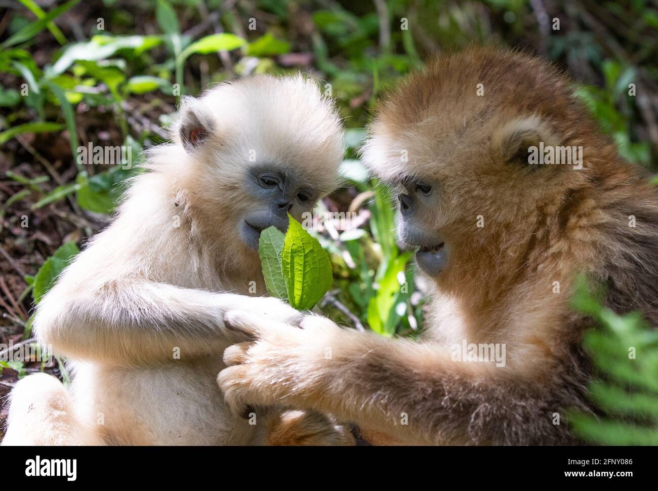 HUBEI, CHINA - MAY 19, 2021 - Golden monkeys are seen at the Dalongtan ...