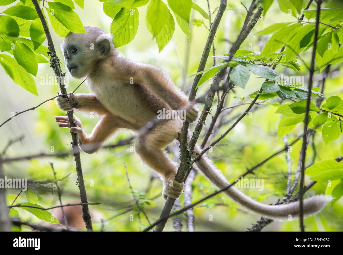 HUBEI, CHINA - MAY 19, 2021 - Golden monkeys are seen at the Dalongtan ...
