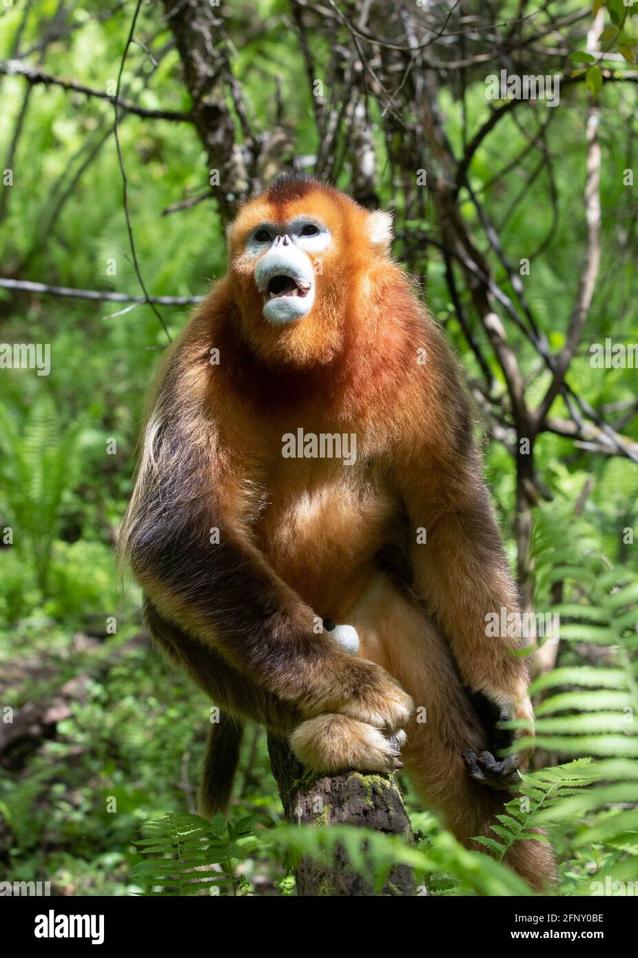 HUBEI, CHINA - MAY 19, 2021 - Golden monkeys are seen at the Dalongtan ...