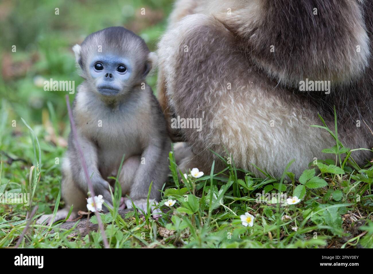 HUBEI, CHINA - MAY 19, 2021 - Golden monkeys are seen at the Dalongtan ...