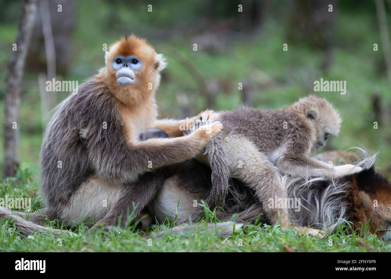 HUBEI, CHINA - MAY 19, 2021 - Golden monkeys are seen at the Dalongtan ...