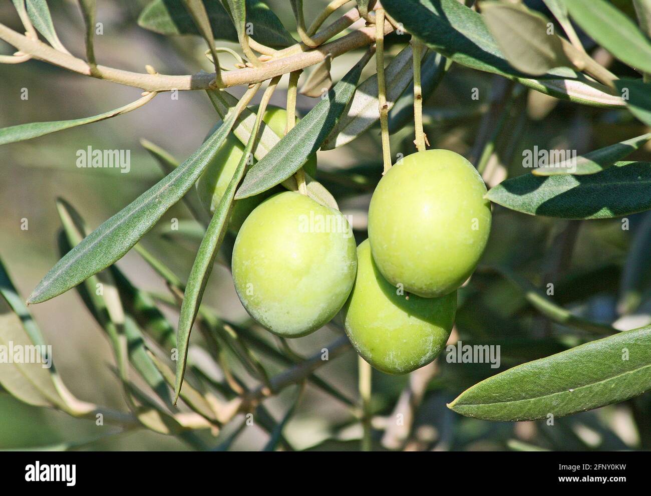 Three green olives on the branch, California Stock Photo - Alamy