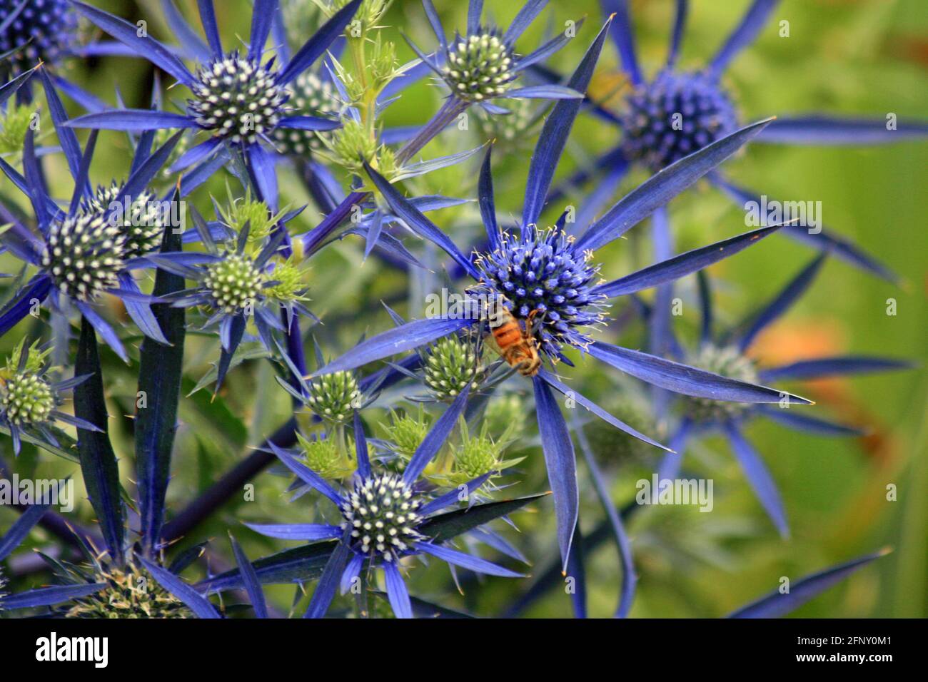 Blue thistle hi-res stock photography and images - Alamy